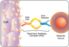 Ready Sep Go with EasySep™ – Fast, Easy and Column-Free Cell Separation ...